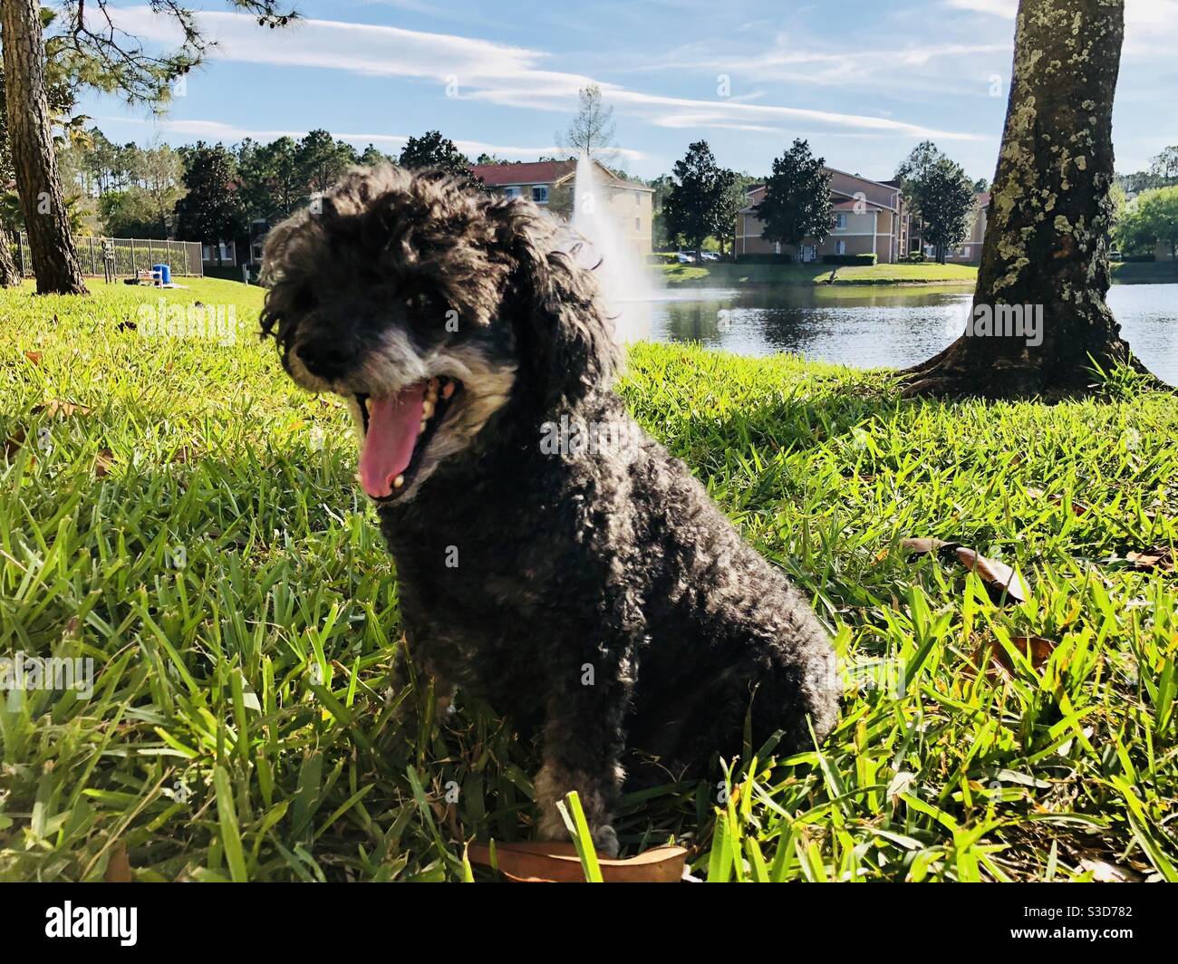 Poodle toy hi-res stock photography and images - Alamy