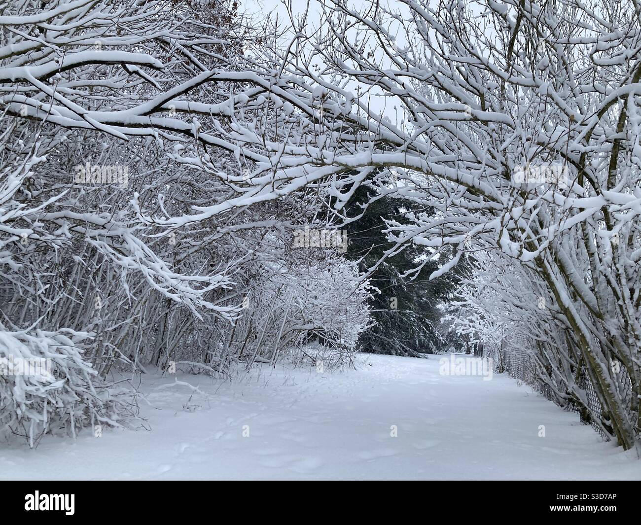 Tunnel of trees hi-res stock photography and images - Alamy