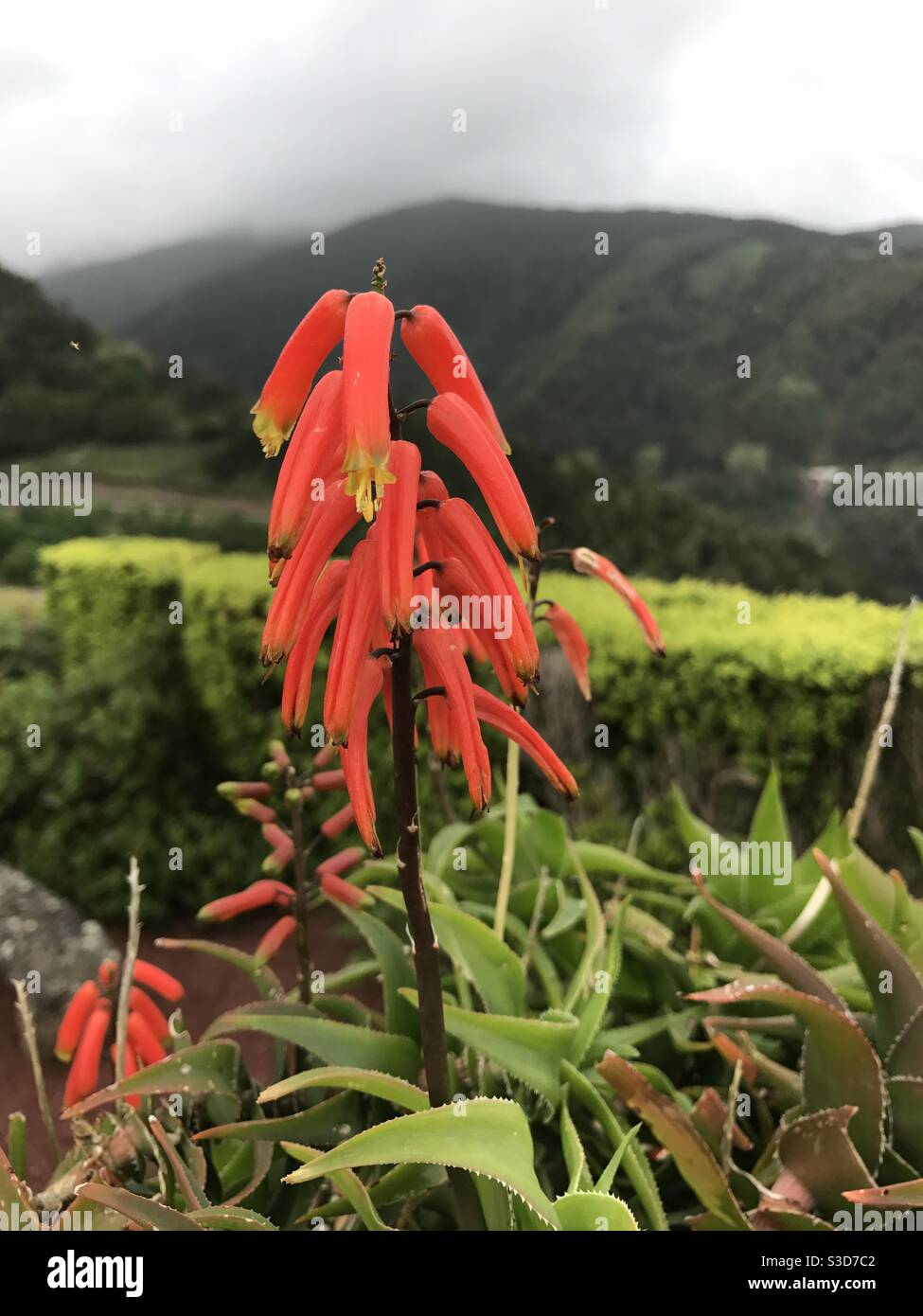 Azores flowers hi-res stock photography and images - Alamy