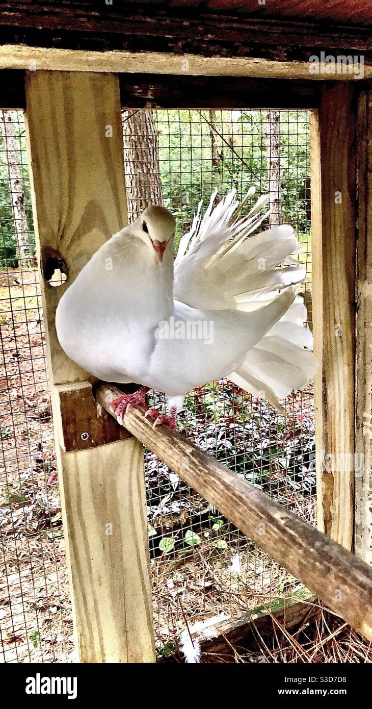 Lily lou hi-res stock photography and images - Alamy