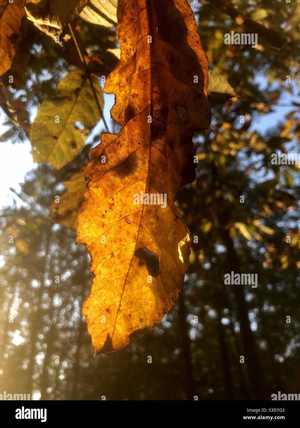Sunny leaves closeup hi-res stock photography and images - Alamy