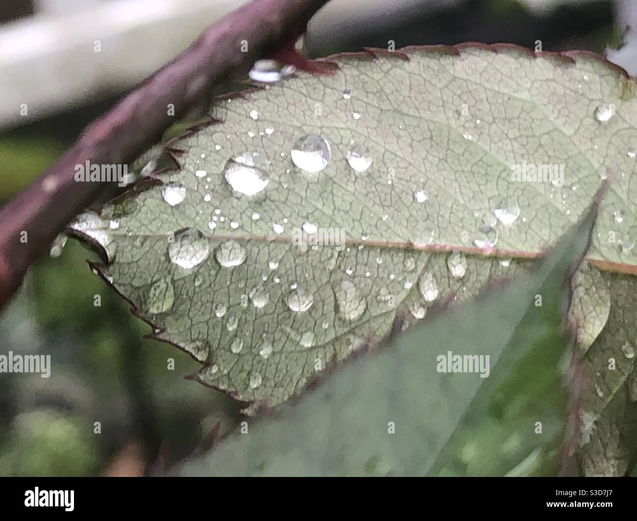 Rain drops falling on leaves hi-res stock photography and images - Alamy