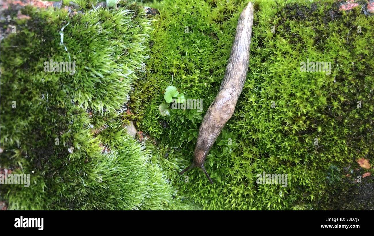 Slug barrier hi-res stock photography and images - Alamy