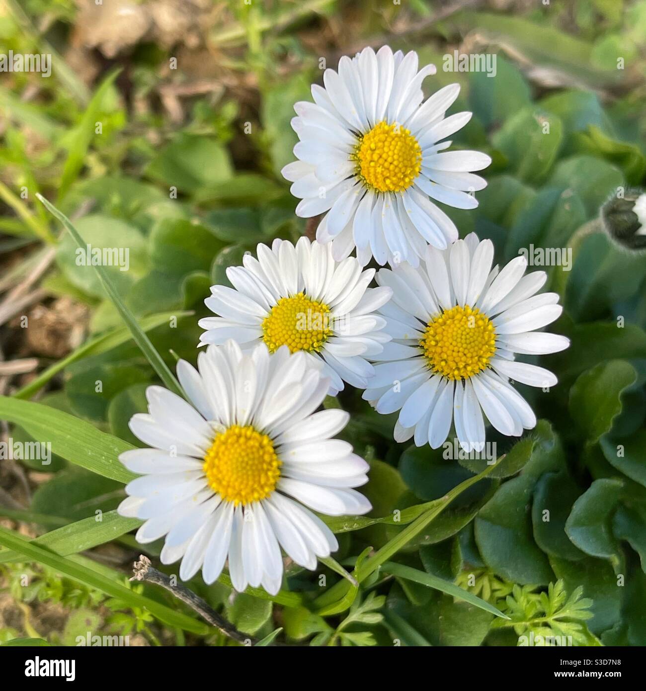 Field field of daisies hi-res stock photography and images - Alamy