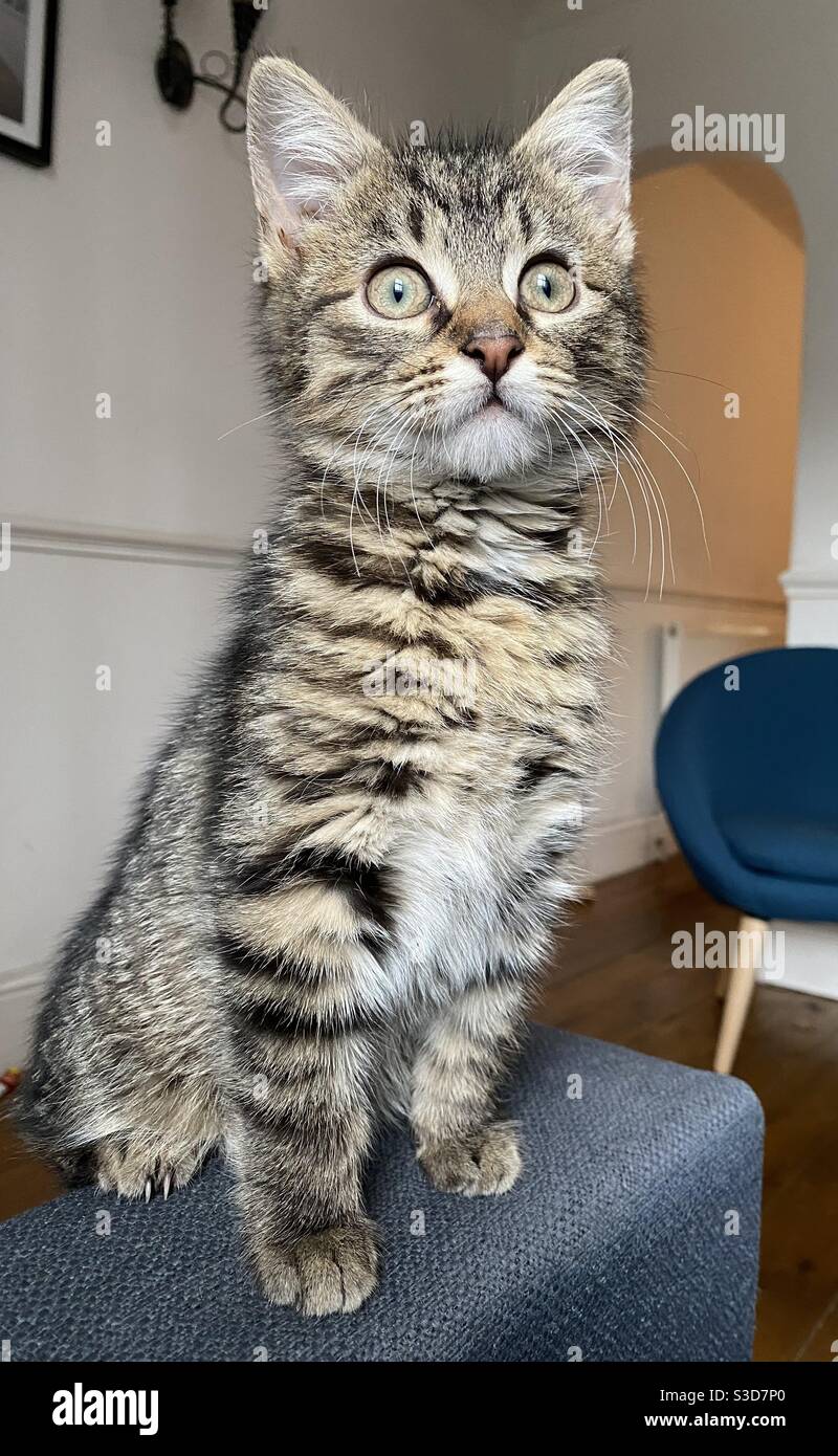 Kitten picture hi-res stock photography and images - Alamy