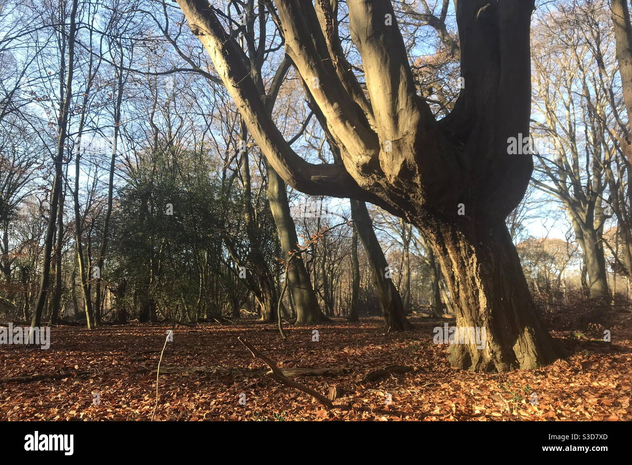 Tree looks like a hand Stock Photo - Alamy