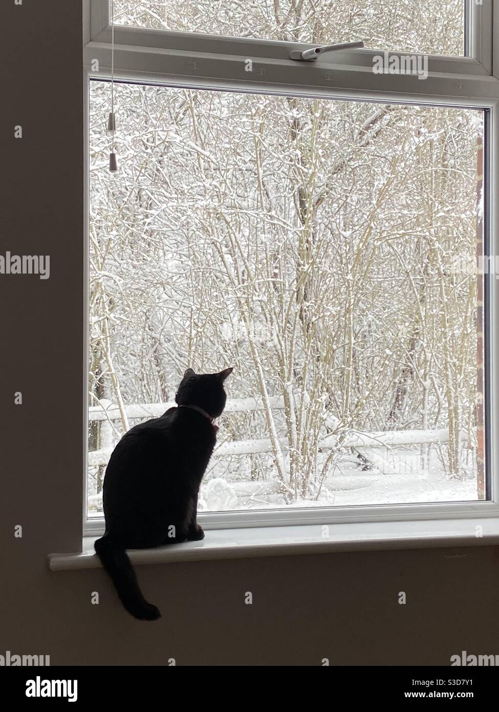 Cat watching snow hi-res stock photography and images - Alamy