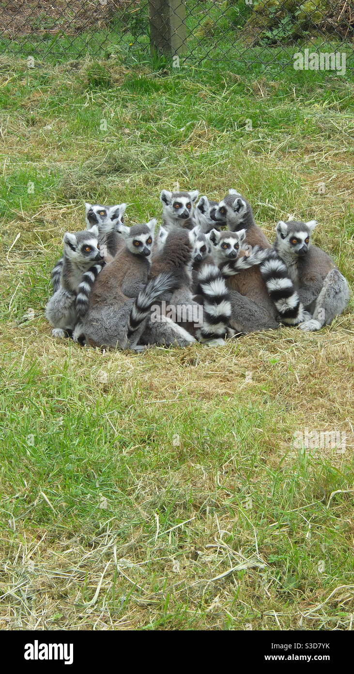 Lemurs animals hi-res stock photography and images - Alamy