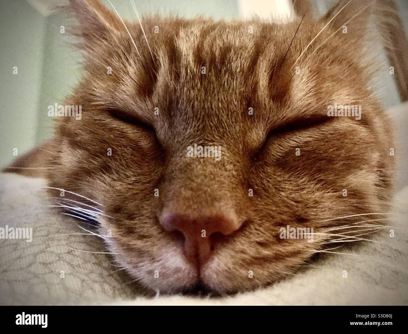 Redcat hi-res stock photography and images - Alamy