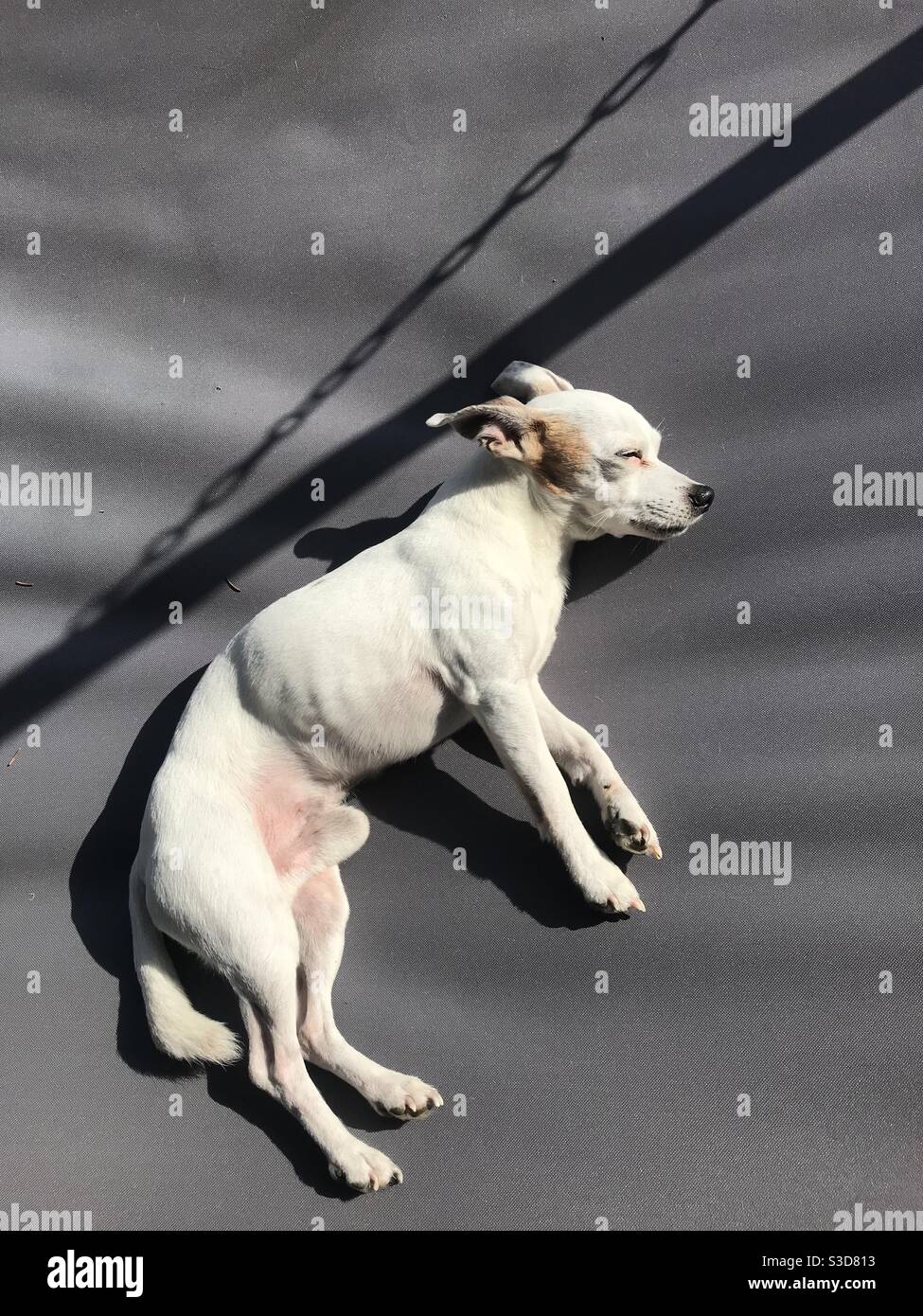 Dog to the sun hi-res stock photography and images - Alamy