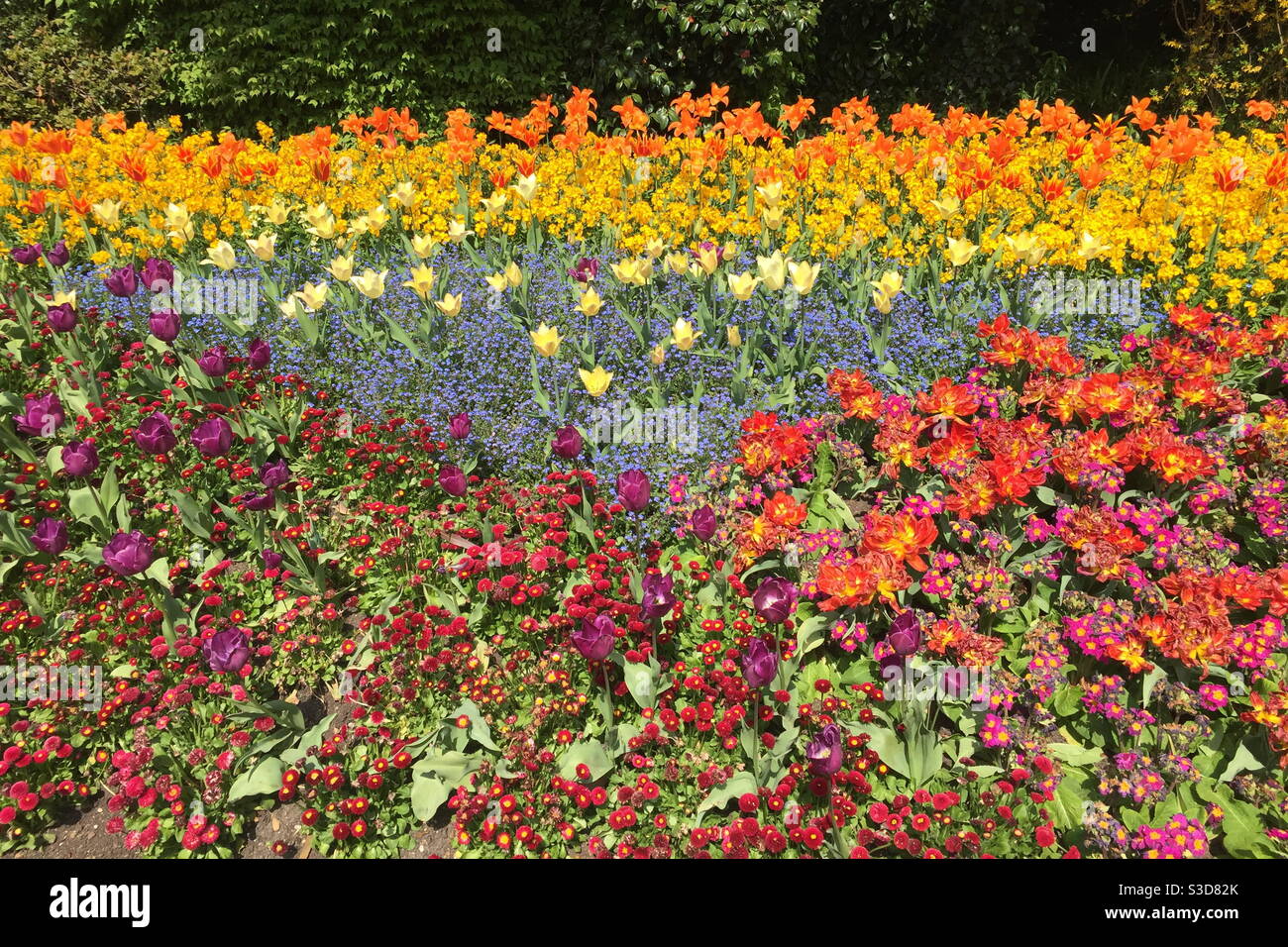 Daily flowers hi-res stock photography and images - Alamy