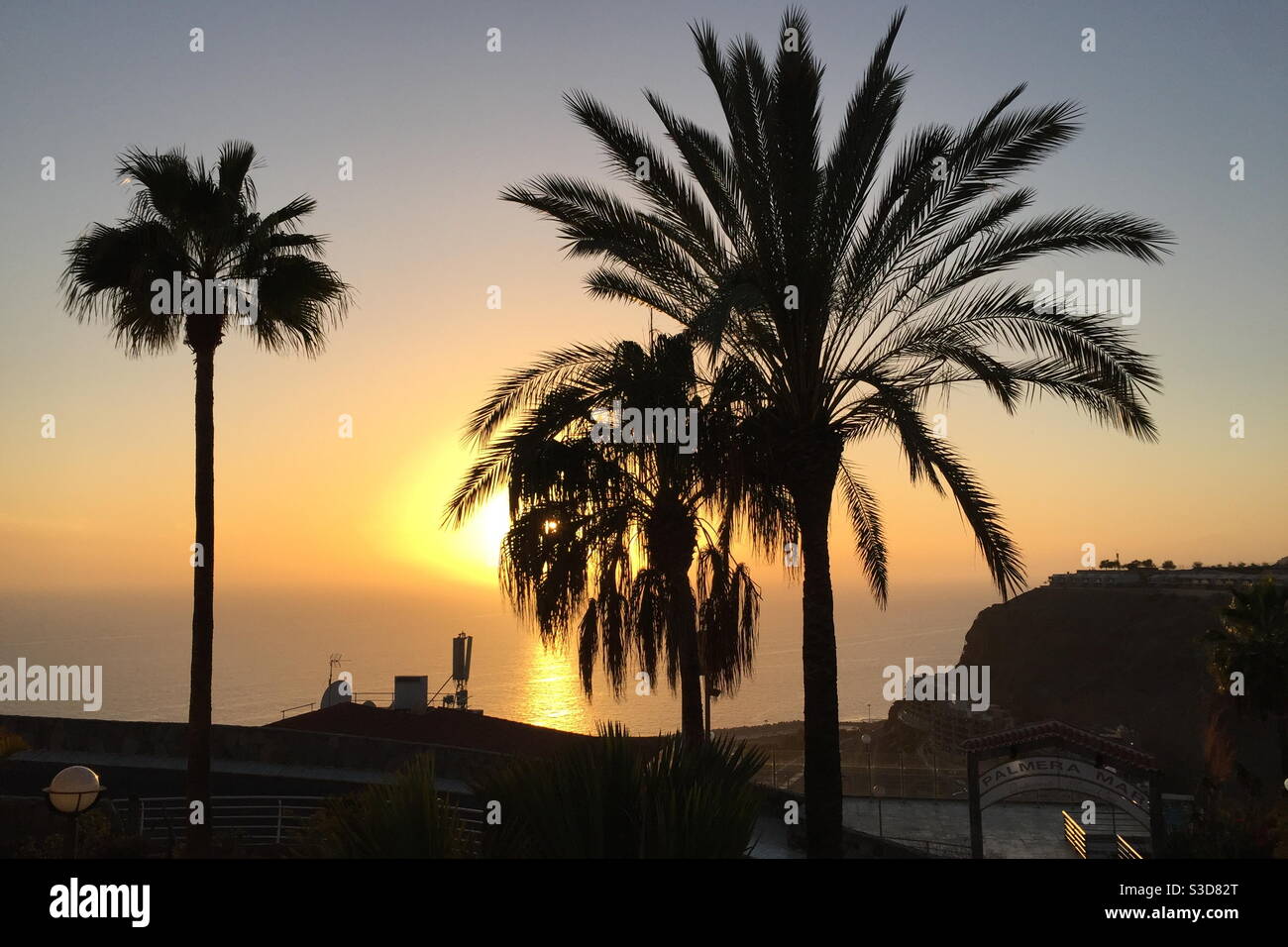 Palm tree at sunset Stock Photo - Alamy