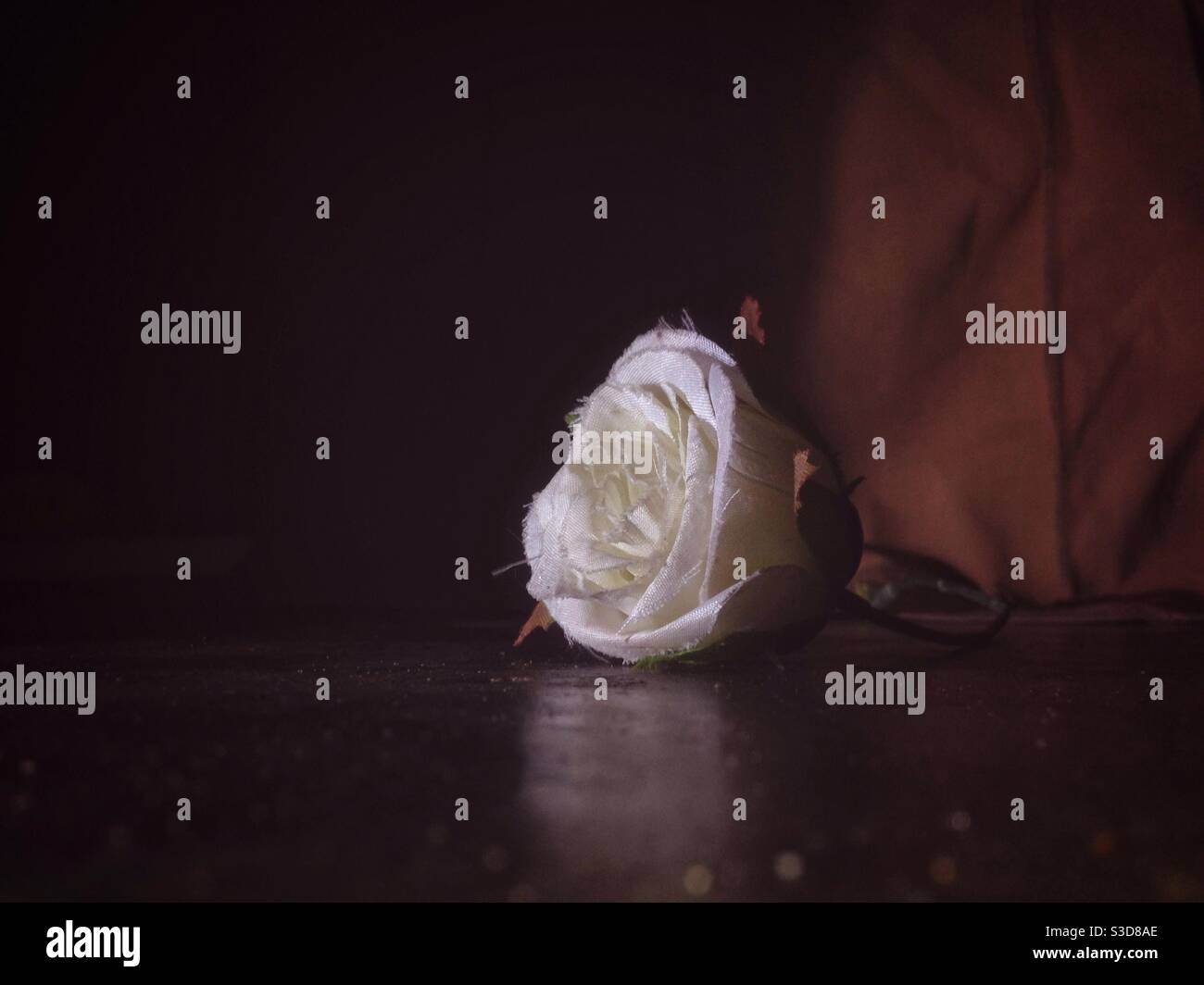 Miniature white rose hi-res stock photography and images - Alamy