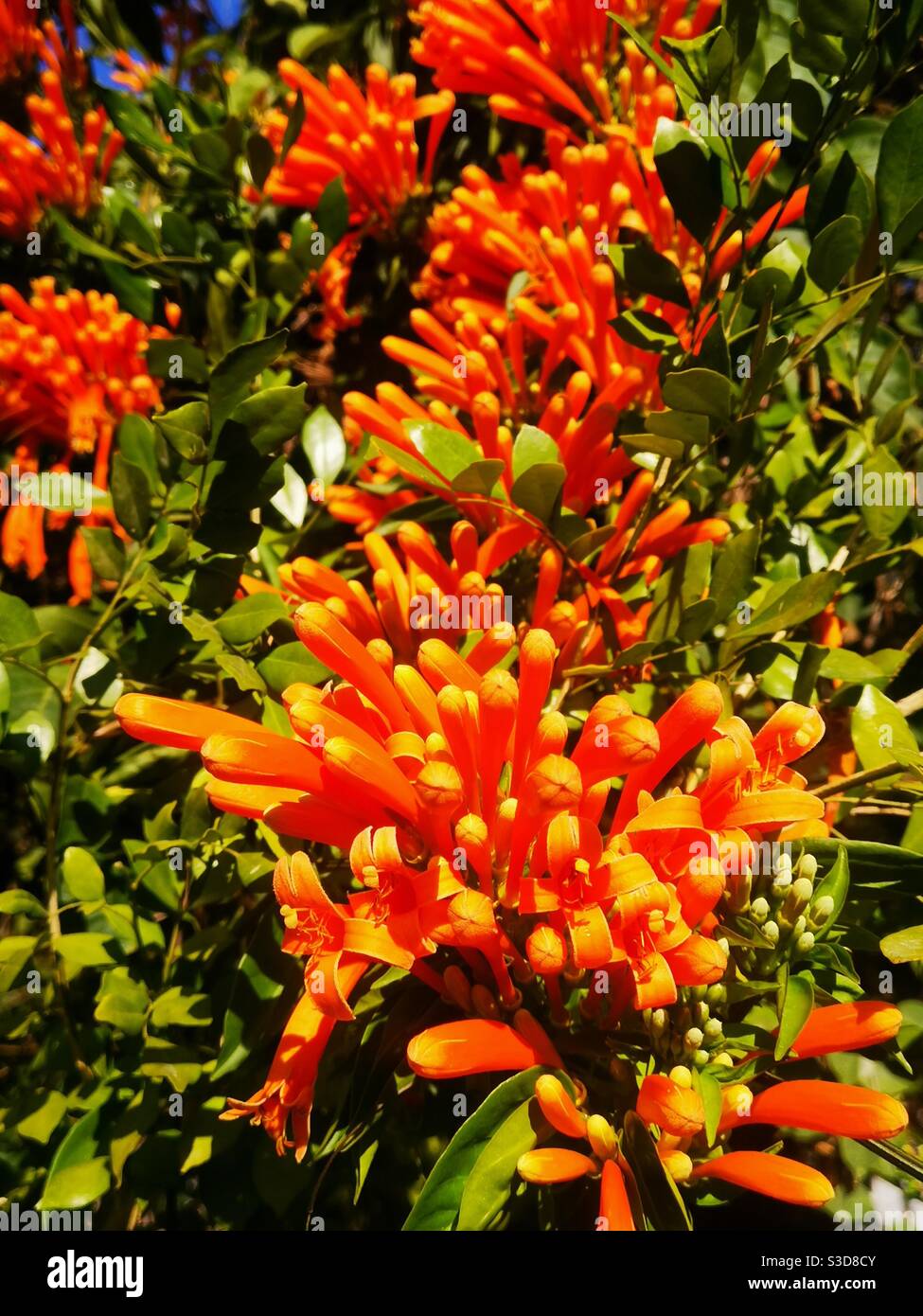 Firecracker vine hi-res stock photography and images - Alamy
