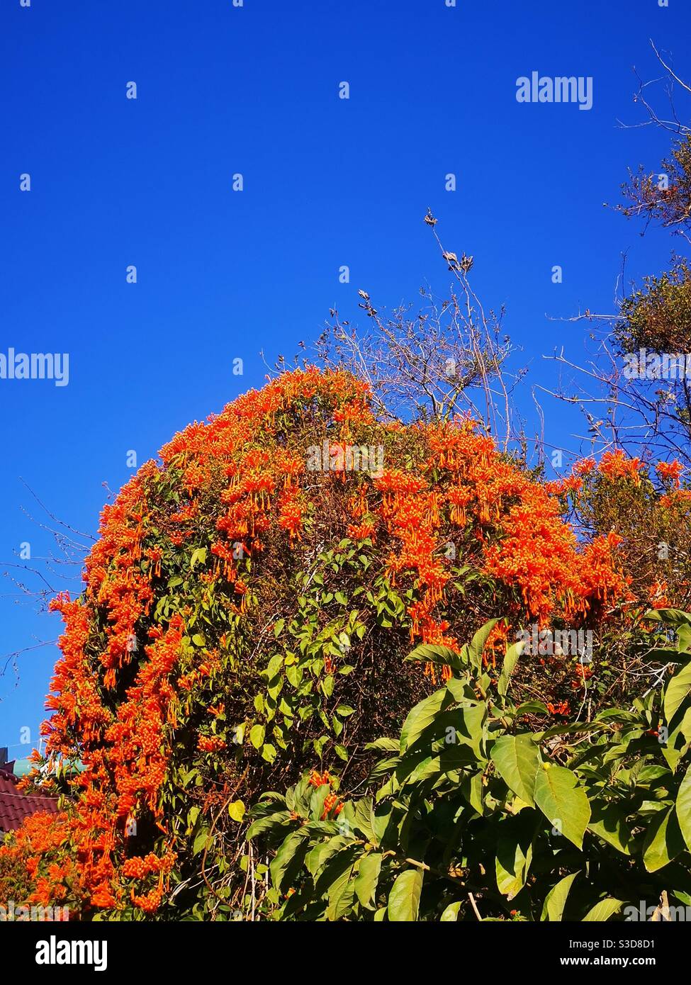 Firecracker vine hi-res stock photography and images - Alamy