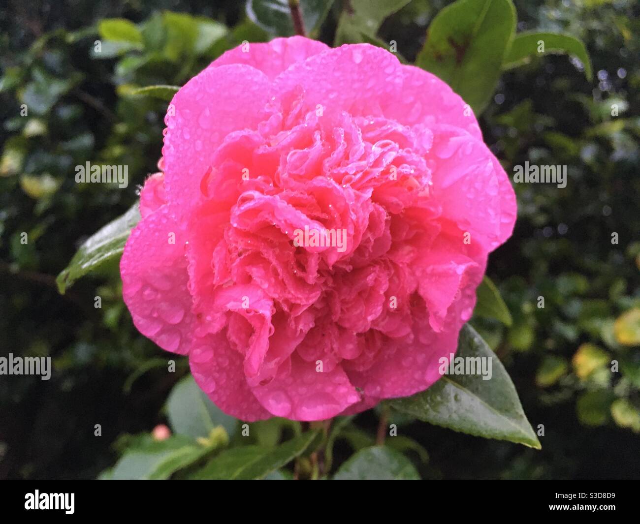 Debbie Camellia High Resolution Stock Photography and Images - Alamy