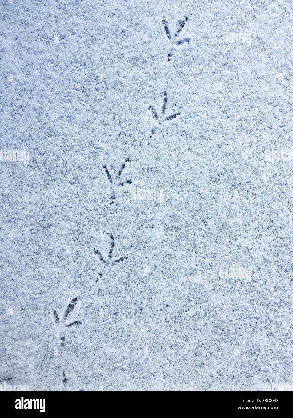 Bird tracks in snow Stock Photo - Alamy