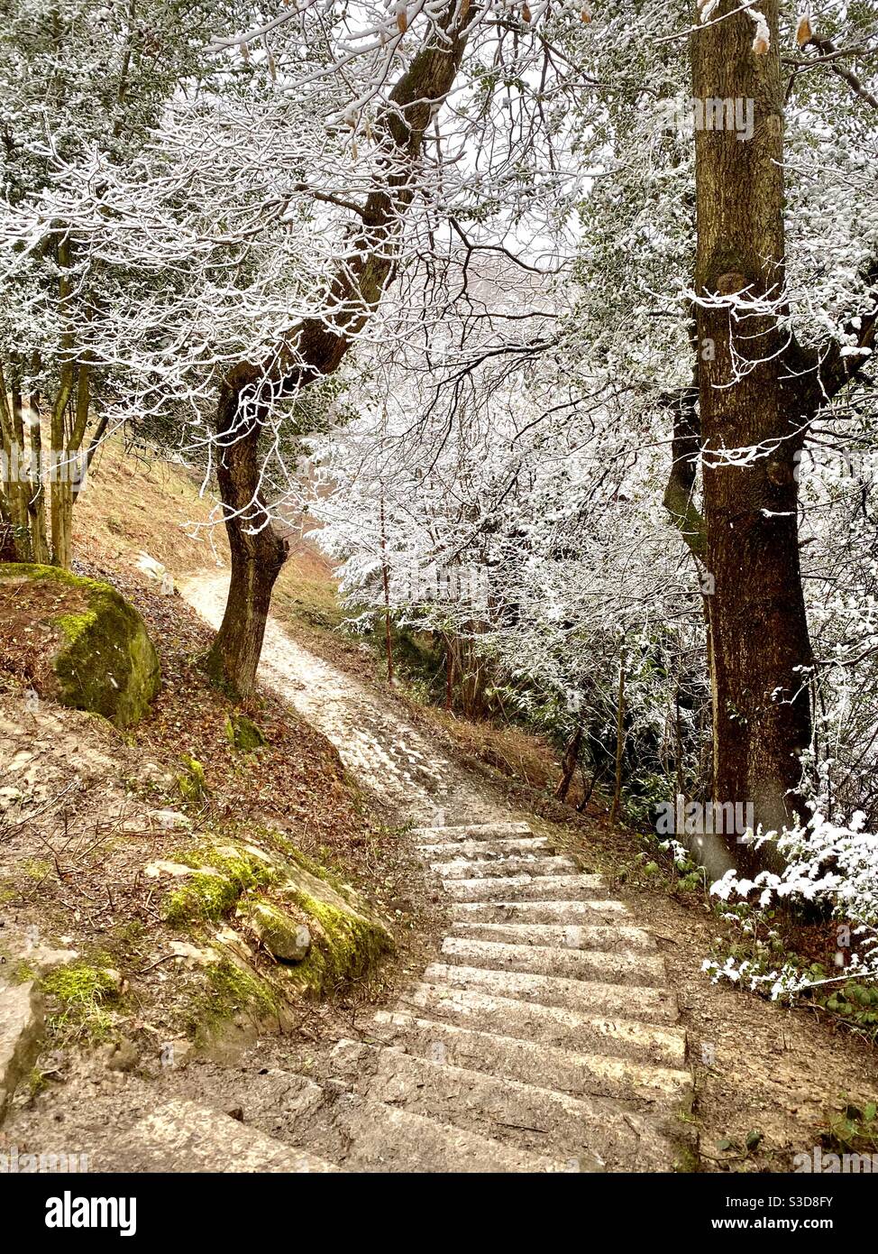Woodland steps hi-res stock photography and images - Alamy