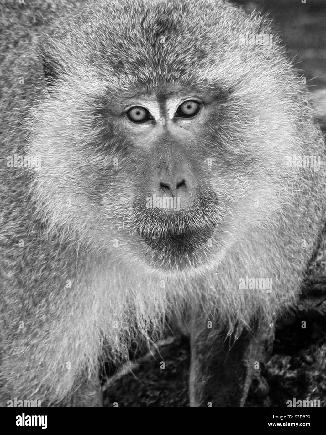 Asia environment Black and White Stock Photos & Images - Alamy
