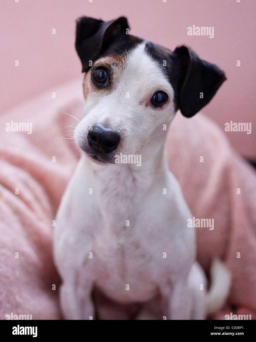 Cute Jack Russel High Resolution Stock Photography and Images - Alamy