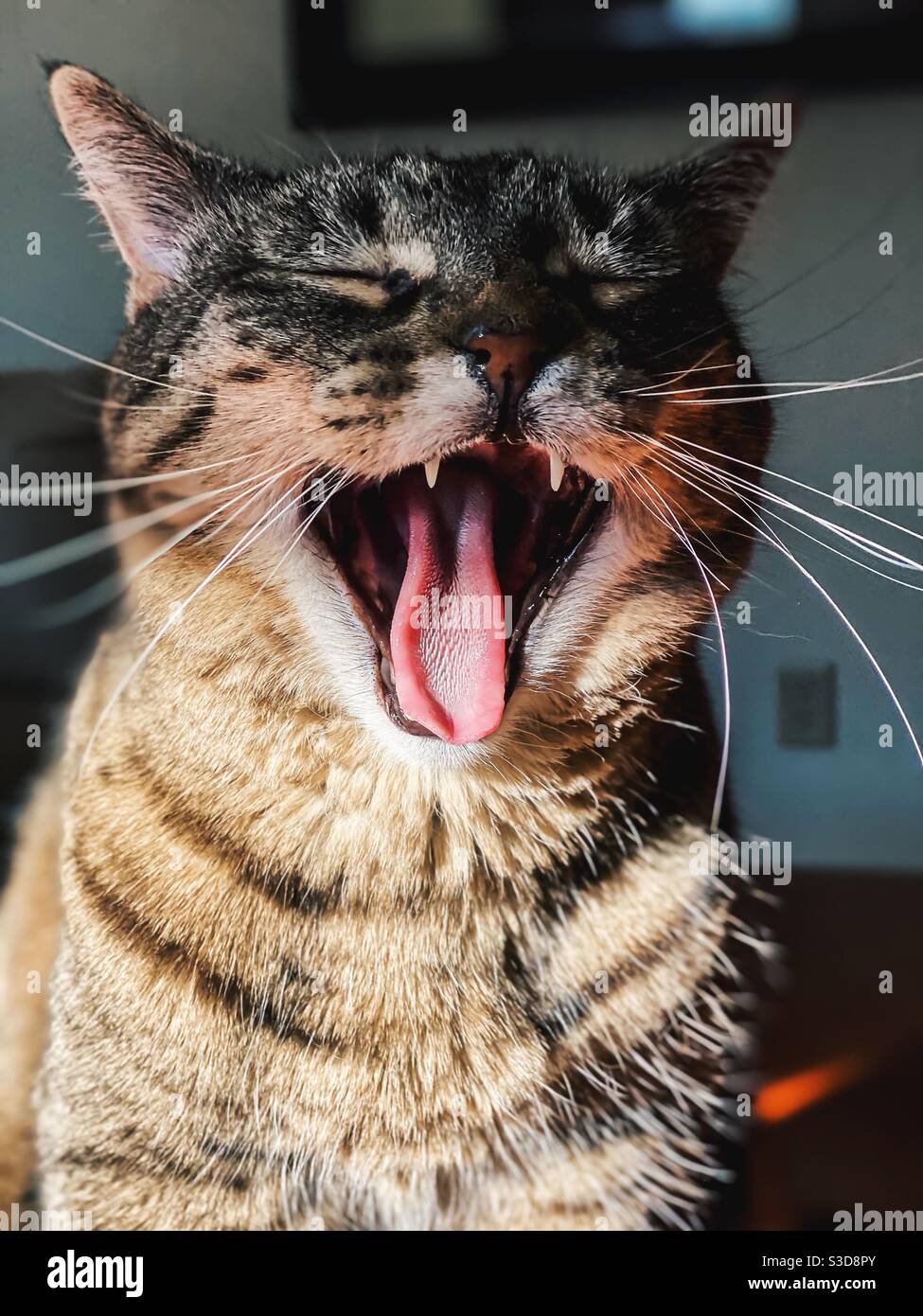 Big yawn hi-res stock photography and images - Alamy