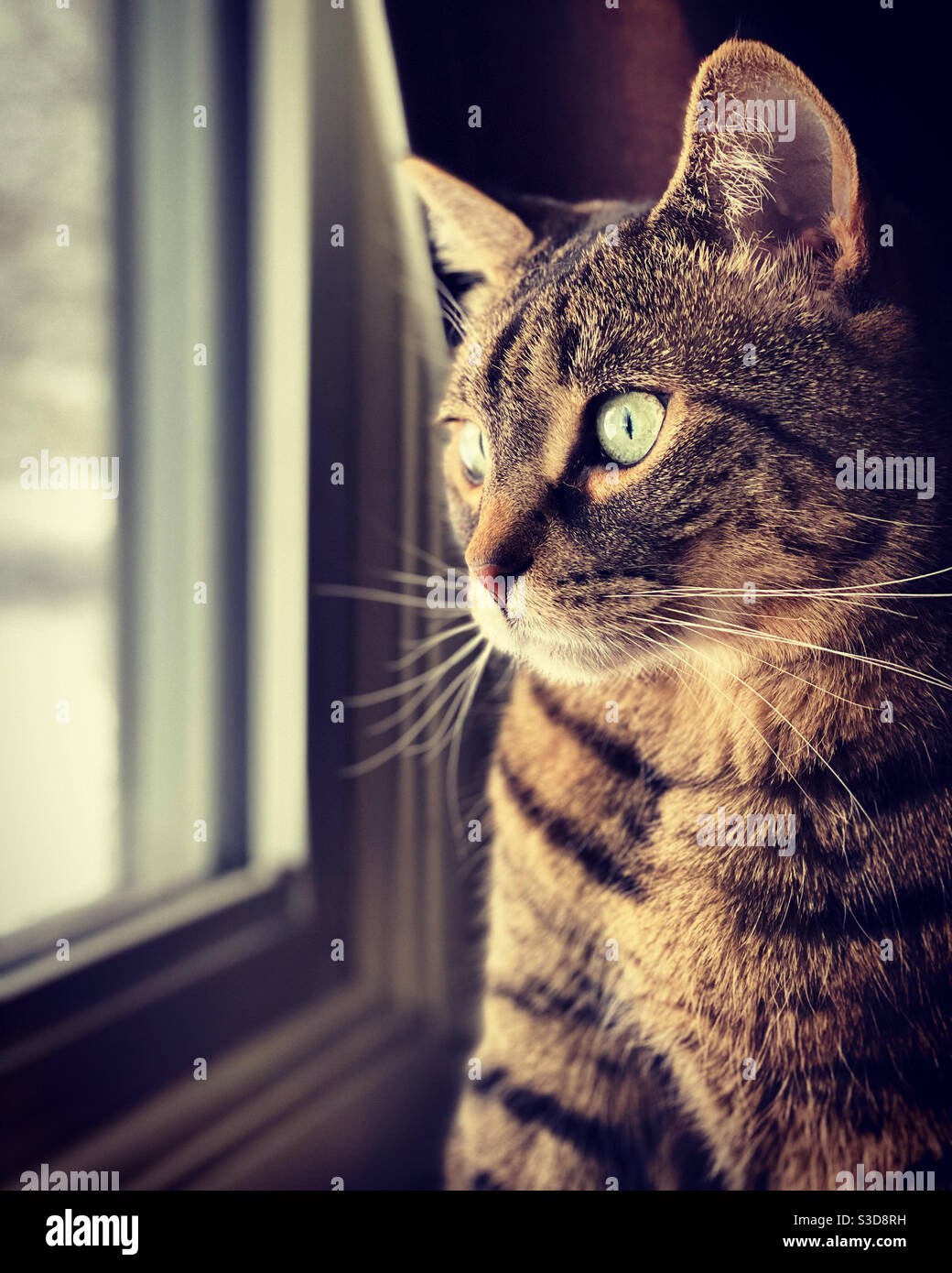 Watching the snow fall Stock Photo - Alamy