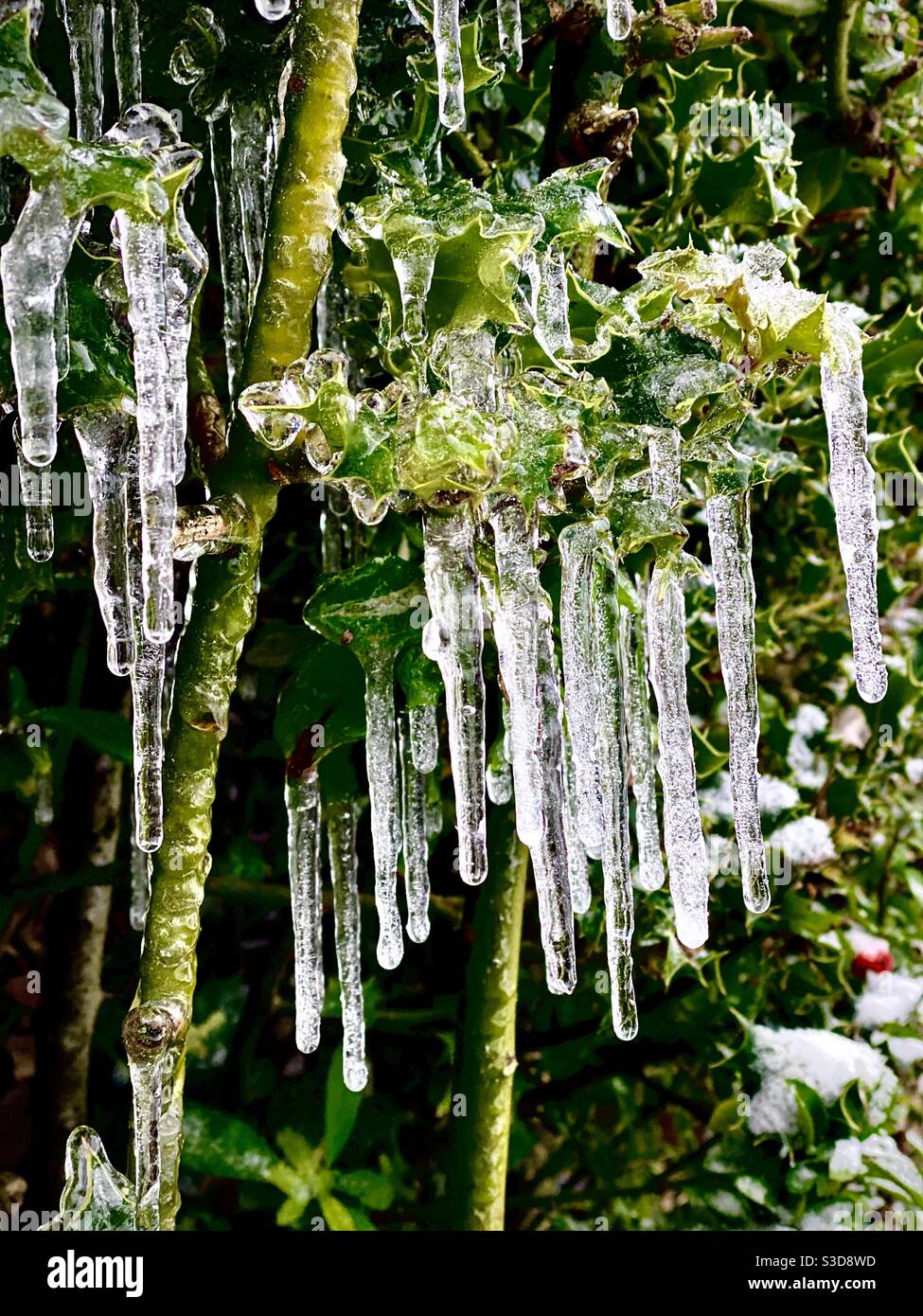 Tree icicles hi-res stock photography and images - Alamy