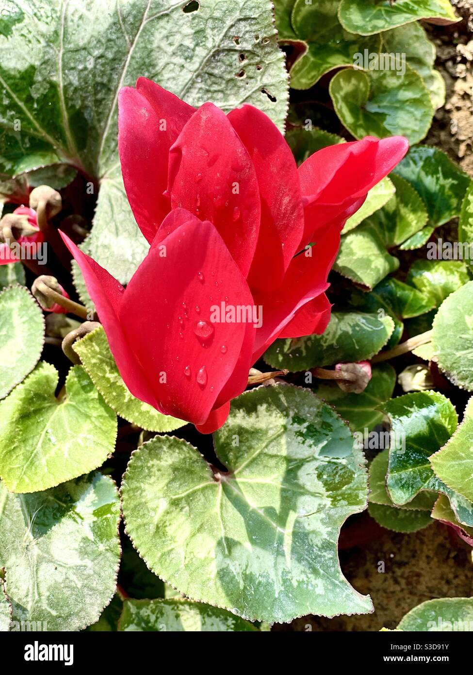 Red cyclamen flower Stock Photo - Alamy