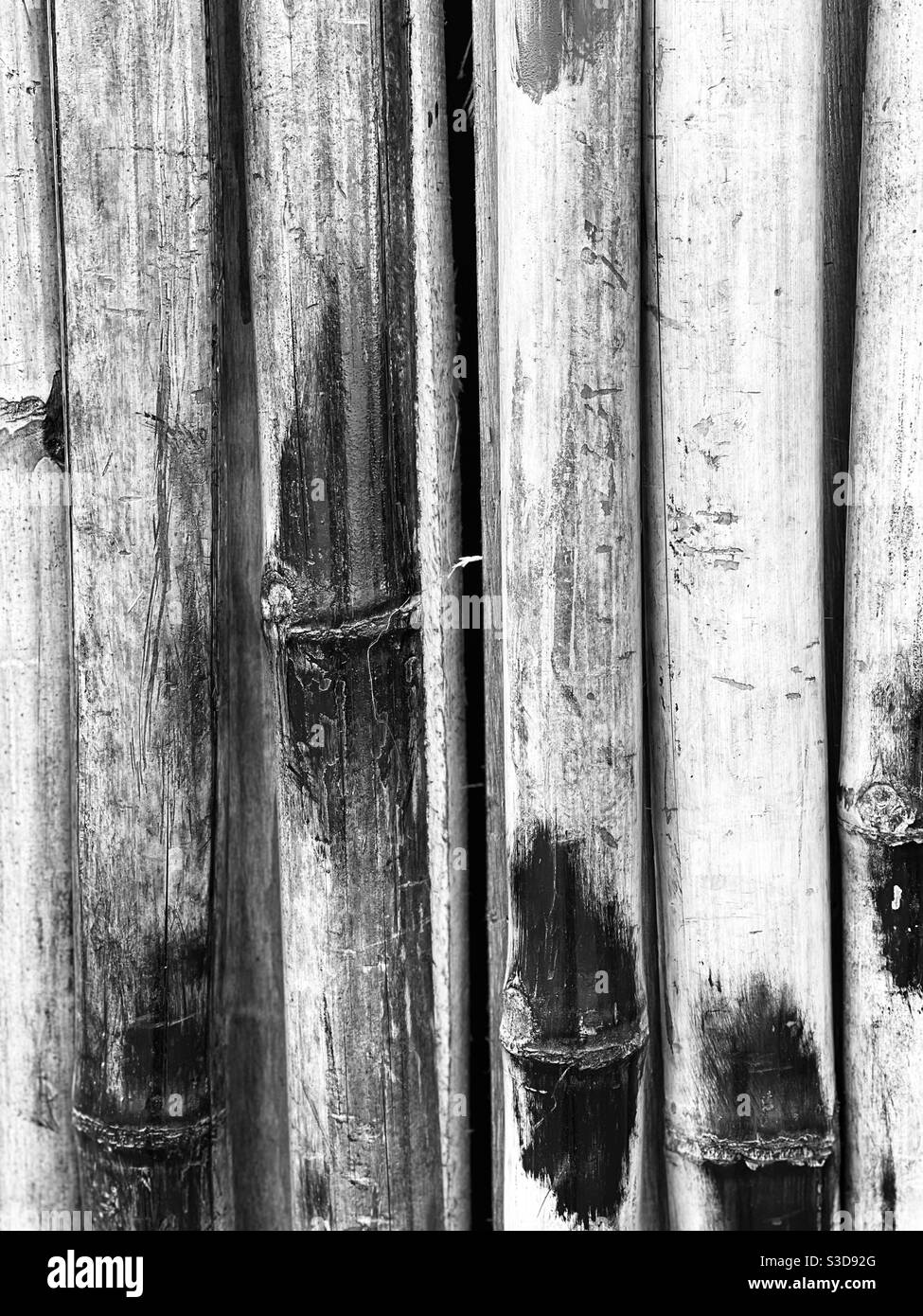 Bamboo dry hi-res stock photography and images - Alamy