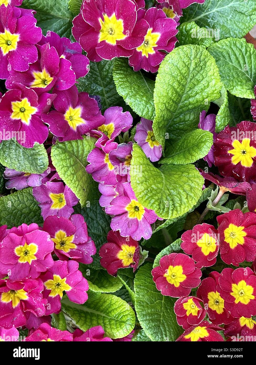 Primrose flowers primula vulgaris hi-res stock photography and images ...