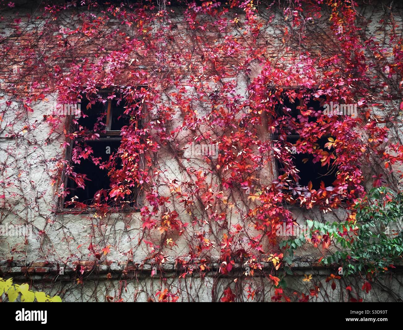 Red ivy leaves hi-res stock photography and images - Alamy