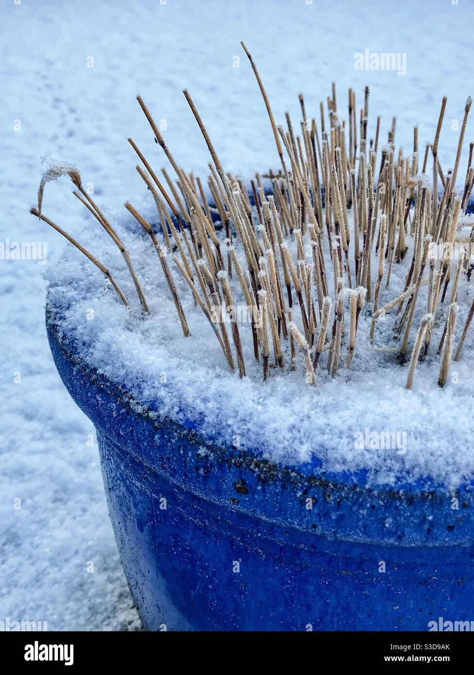 Dead plant pot hi-res stock photography and images - Alamy