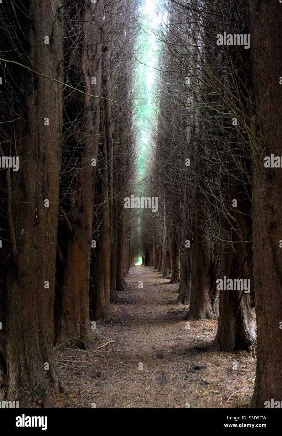 Woods corridor hi-res stock photography and images - Alamy
