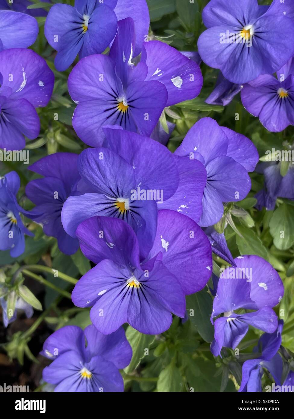 Pansy purple hi-res stock photography and images - Alamy