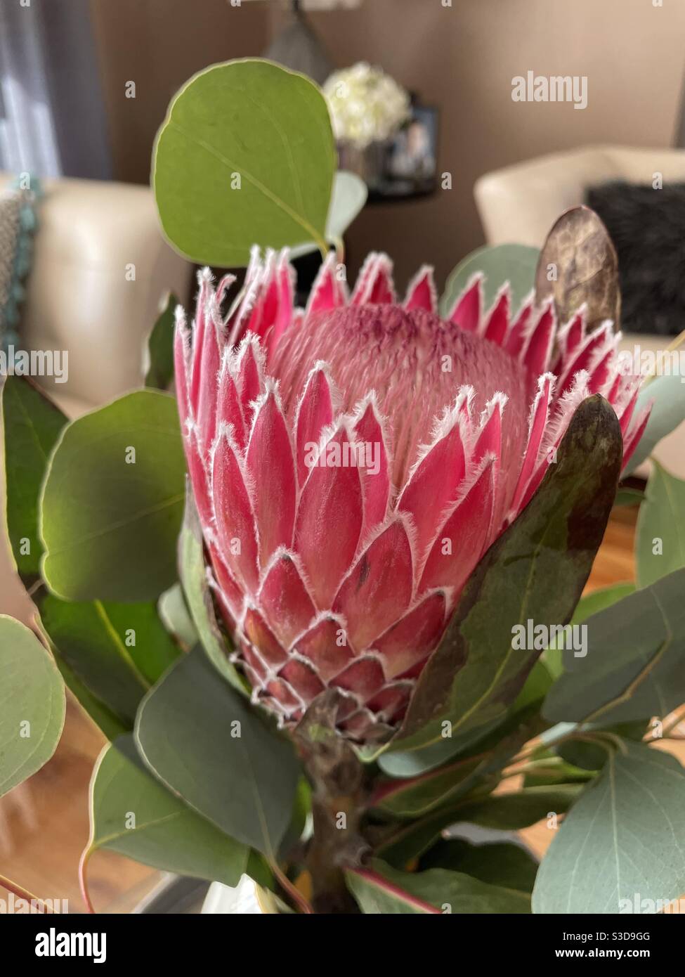Protea bloom hi-res stock photography and images - Alamy