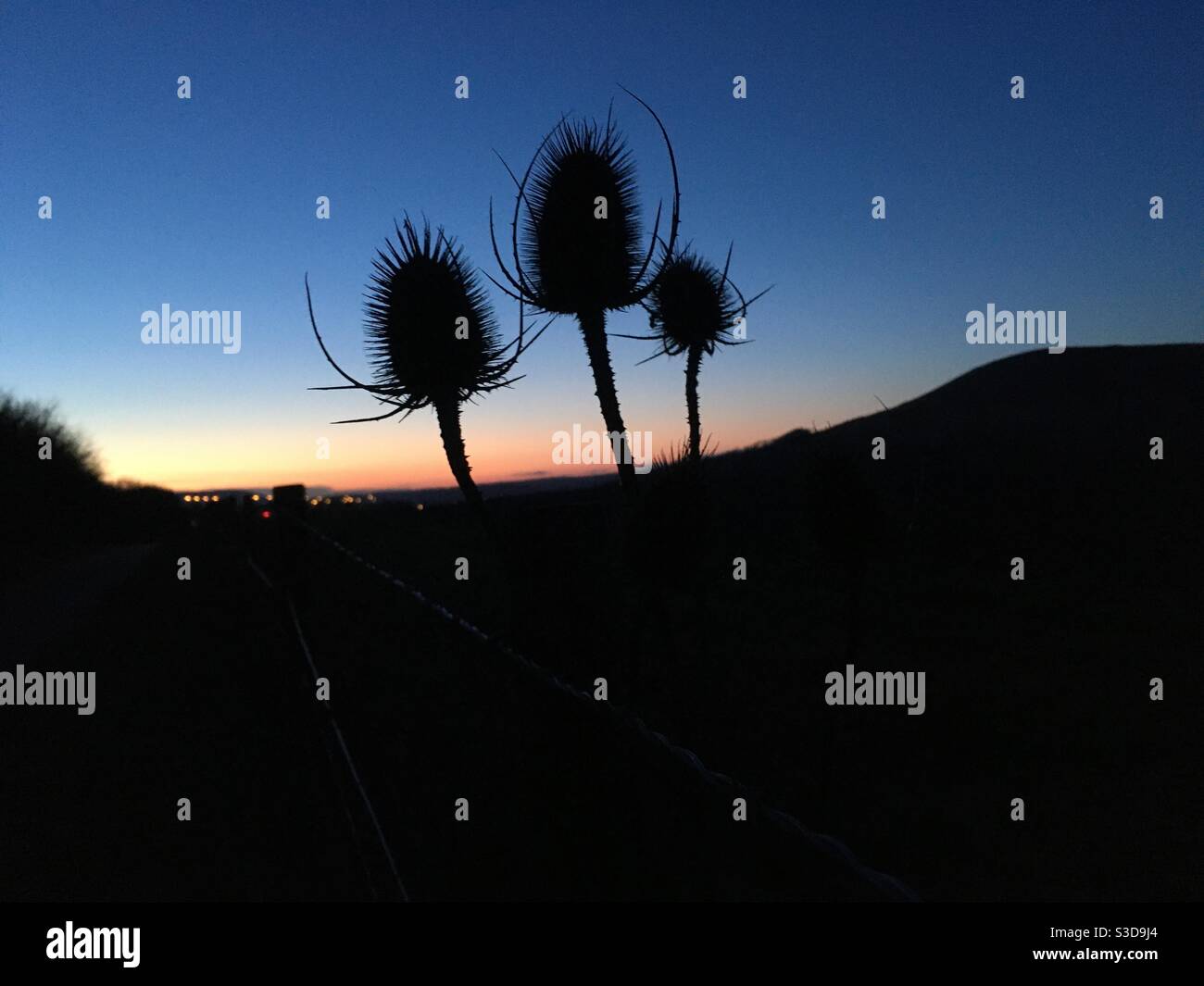 Orange sky teasel silhouette hi-res stock photography and images - Alamy