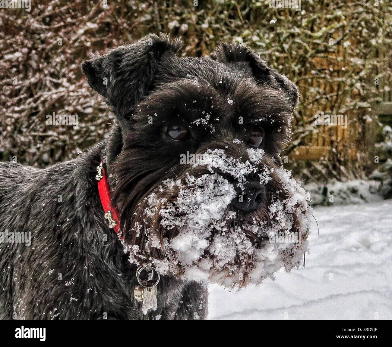 Schnauzer dog winter hi-res stock photography and images - Alamy