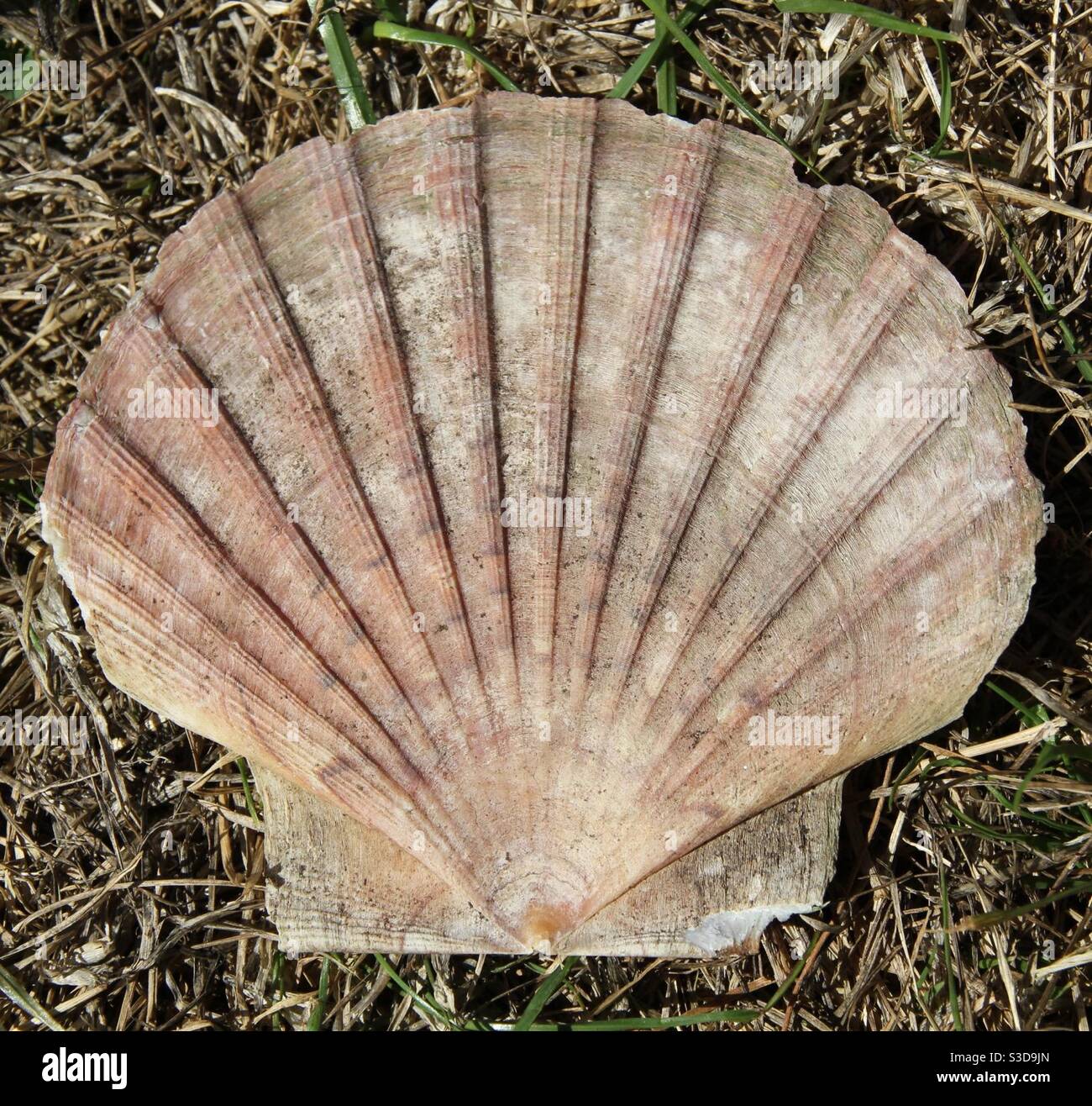 Shel hi-res stock photography and images - Alamy