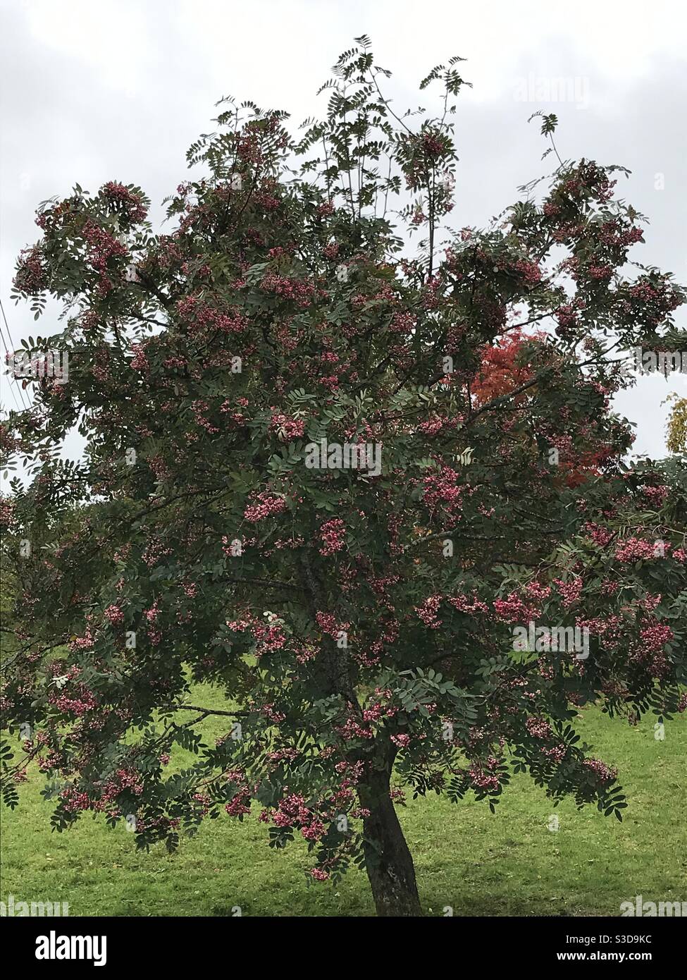 Pretty tree hi-res stock photography and images - Alamy