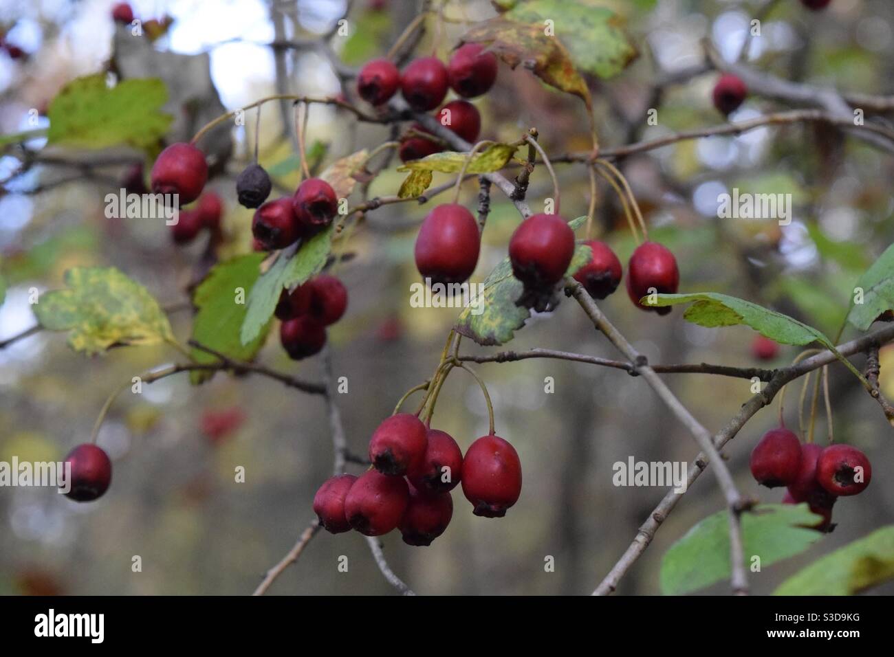 Brier trees hi-res stock photography and images - Alamy