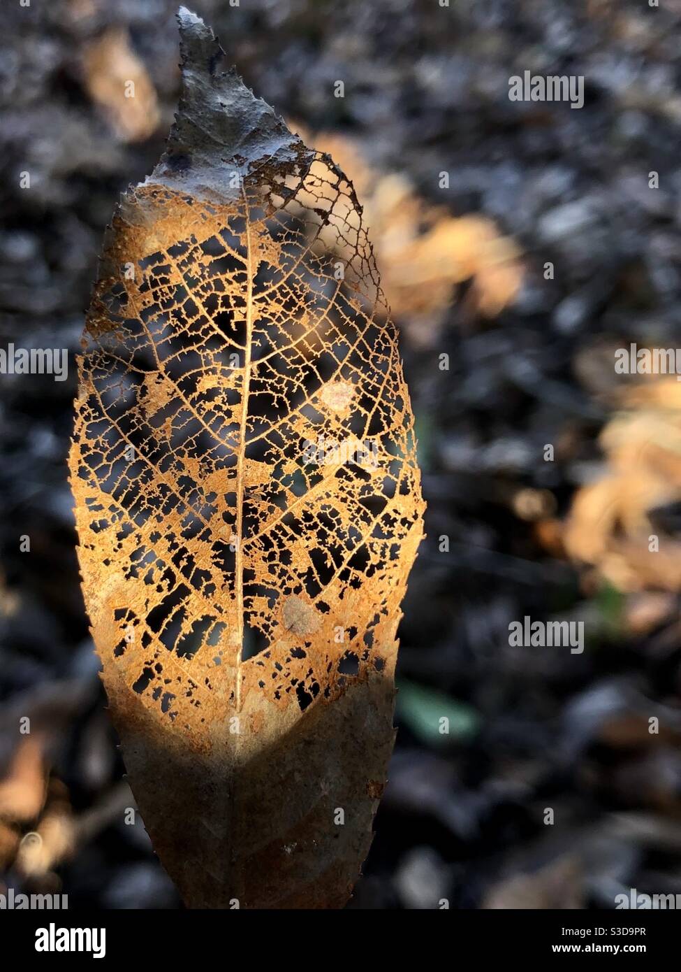 Structure of decaying leaves hi-res stock photography and images - Alamy