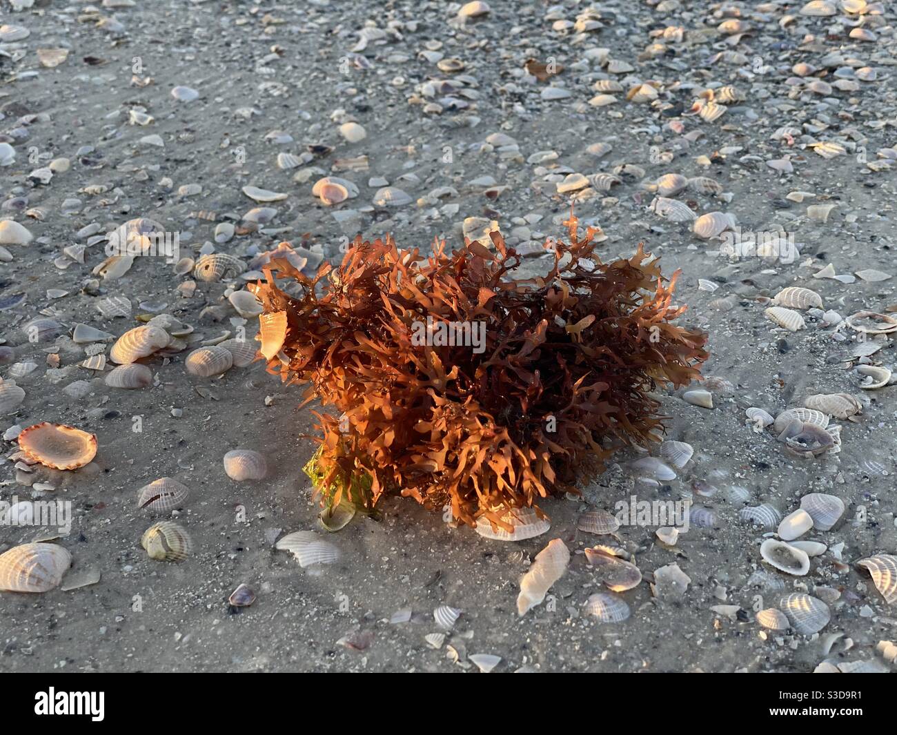 Red sea weed hi-res stock photography and images - Alamy
