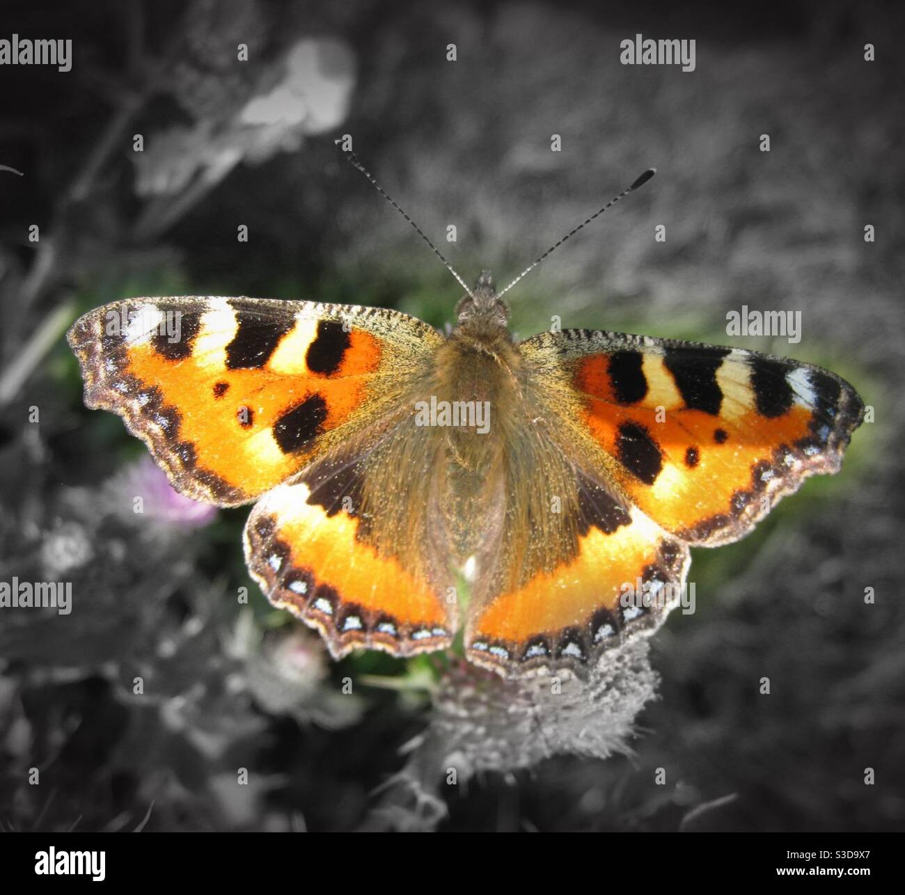 Butterfly. Small tortoise butterfly Stock Photo - Alamy