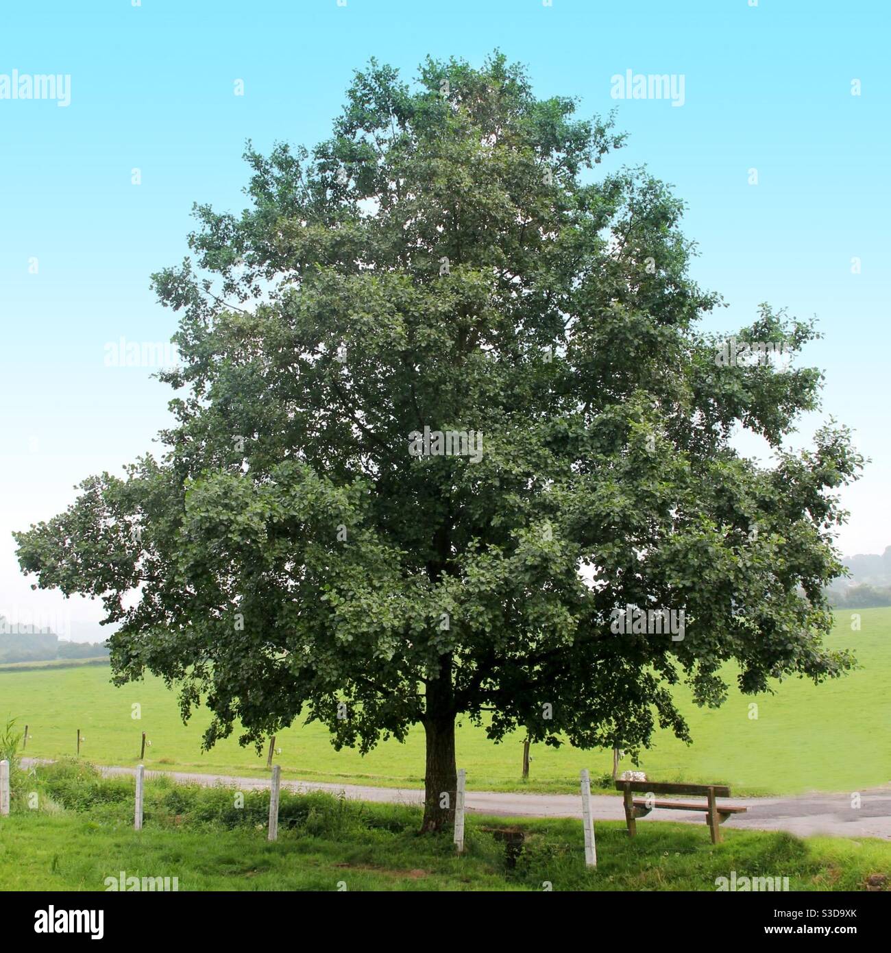 Tree deciduous tree hi-res stock photography and images - Alamy