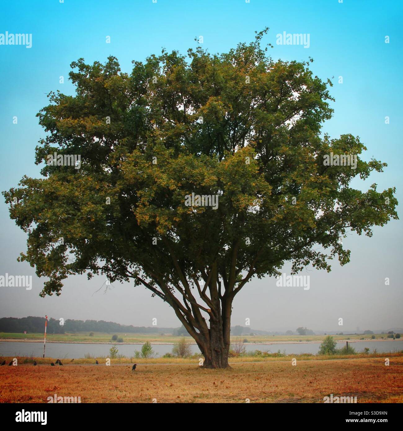 Big maple tree hi-res stock photography and images - Alamy