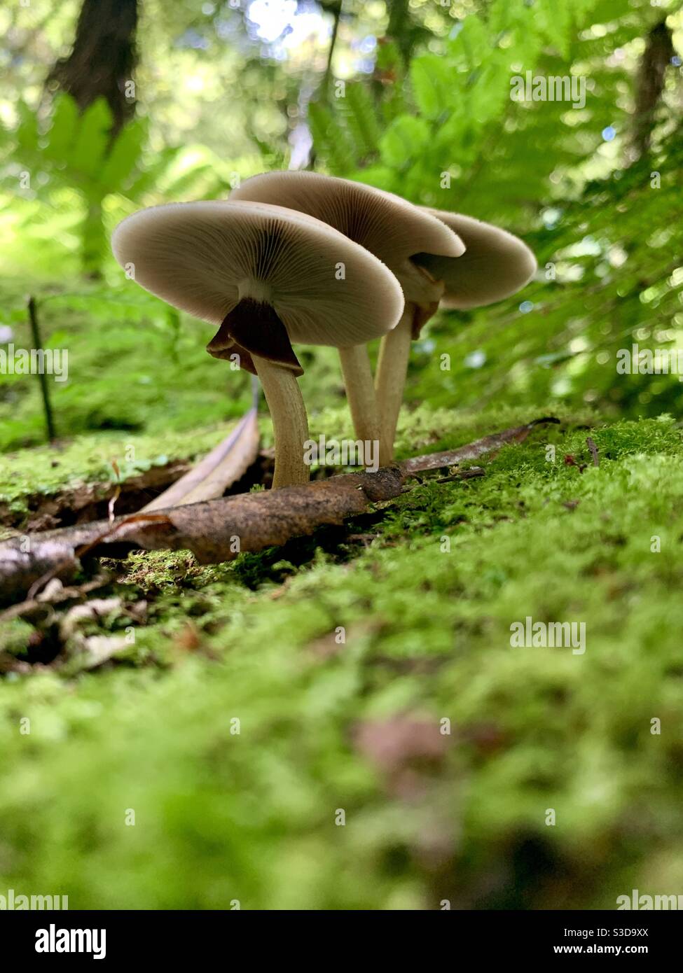 Whirinaki te pua a tane hi-res stock photography and images - Alamy