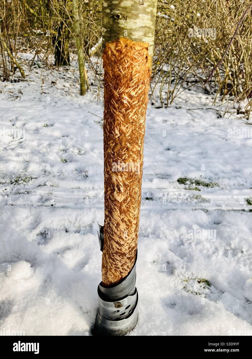 Teeth marks hi-res stock photography and images - Alamy