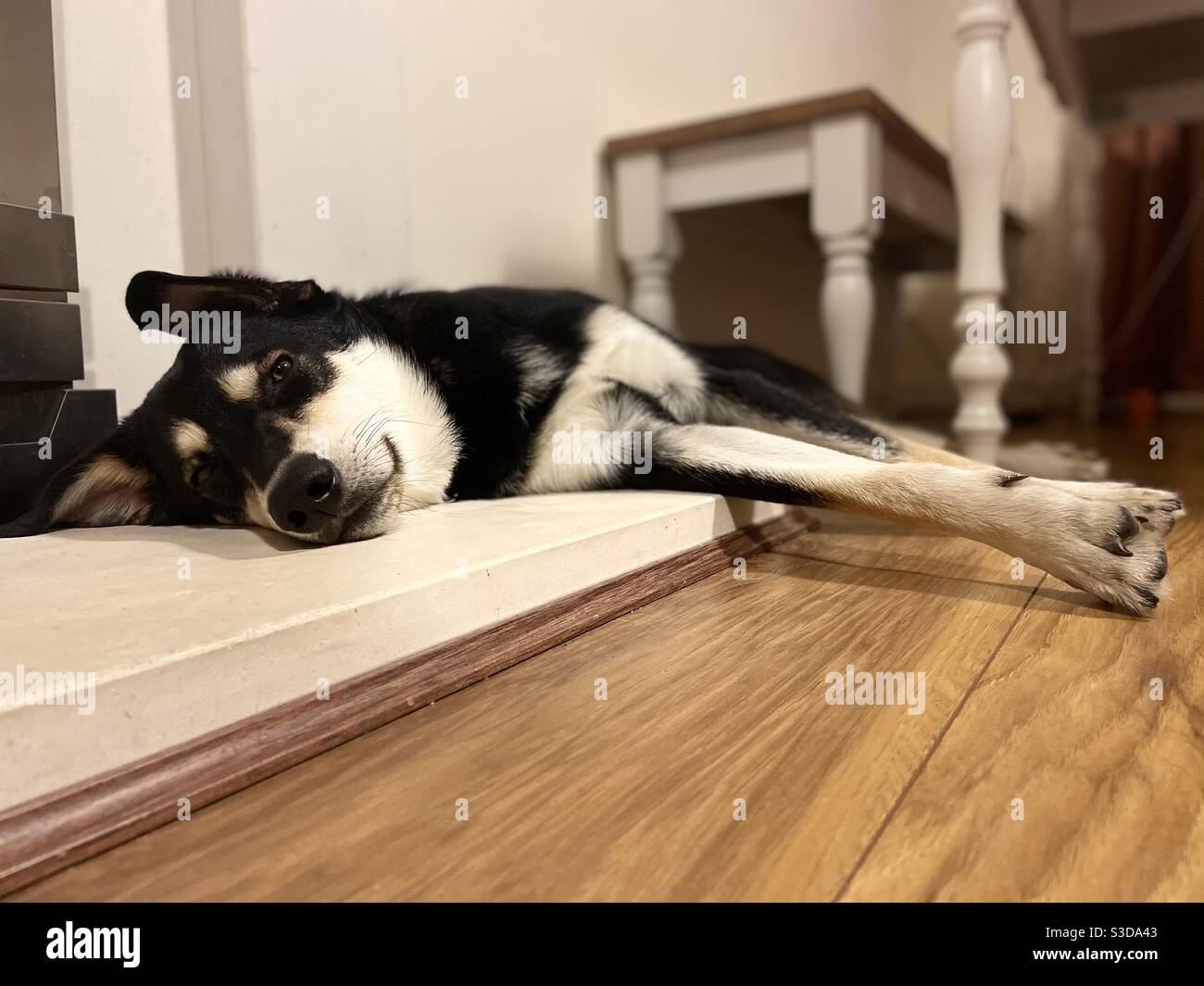 Chilled out dog hi-res stock photography and images - Alamy