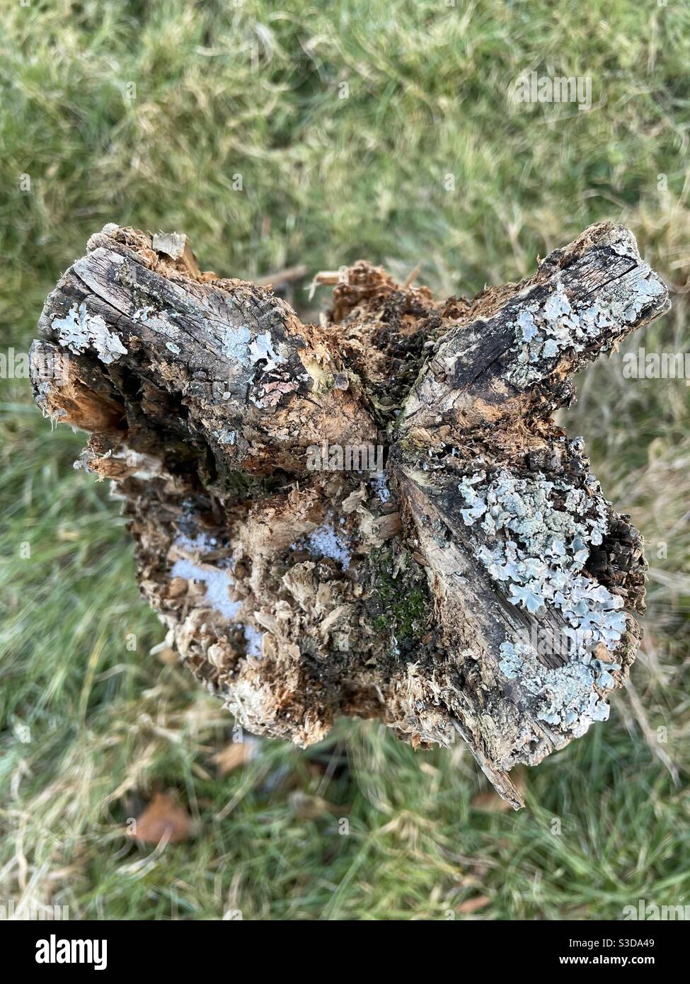 Split stump hi-res stock photography and images - Alamy