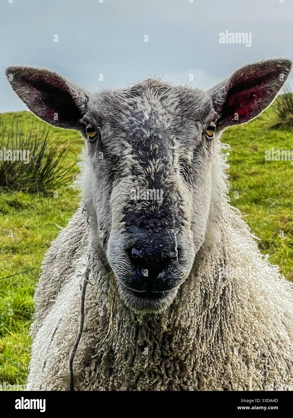 Sheep ears hi-res stock photography and images - Alamy